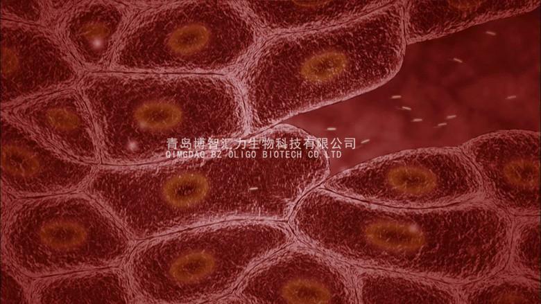 Effect of mannuronic oligosaccharides on H2O2 induced senescence of ...