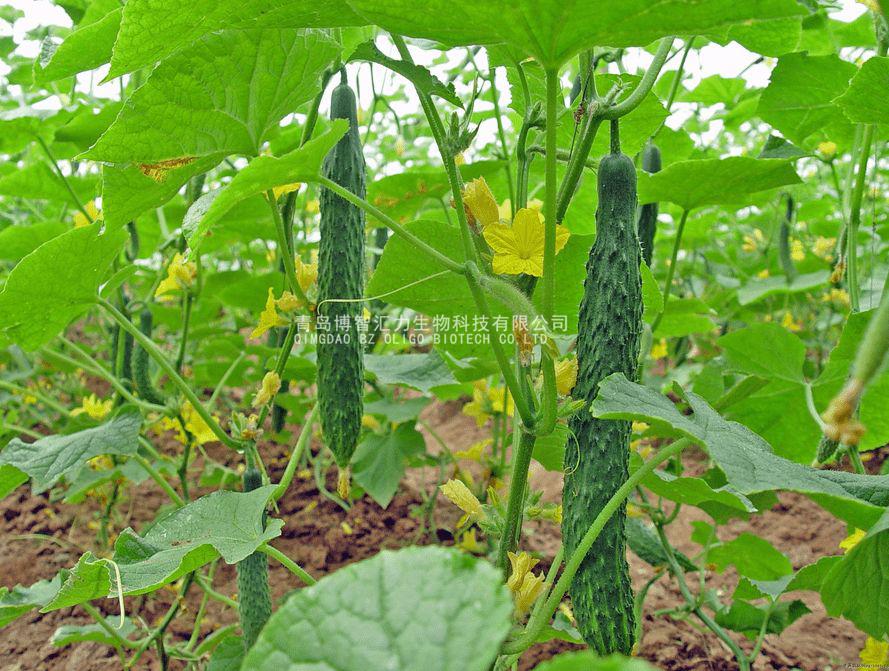 Effect of Chitooligosaccharides of Different Molecular Weight on Cold ...