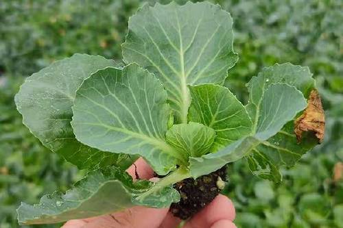 Effects of Chitooligosaccharide Relieving Salt Stress on Cabbage Seedlings