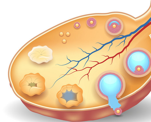Chitosan oligosaccharide improves the Function of ovarian granulosa cells