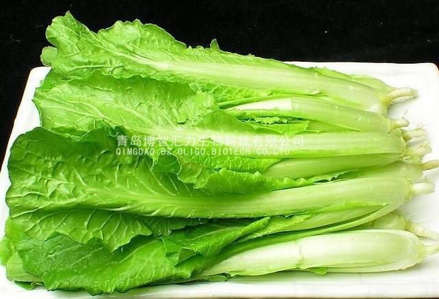 Effect of Foliar Spraying of Chitosan Oligosaccharide on Growth and ...